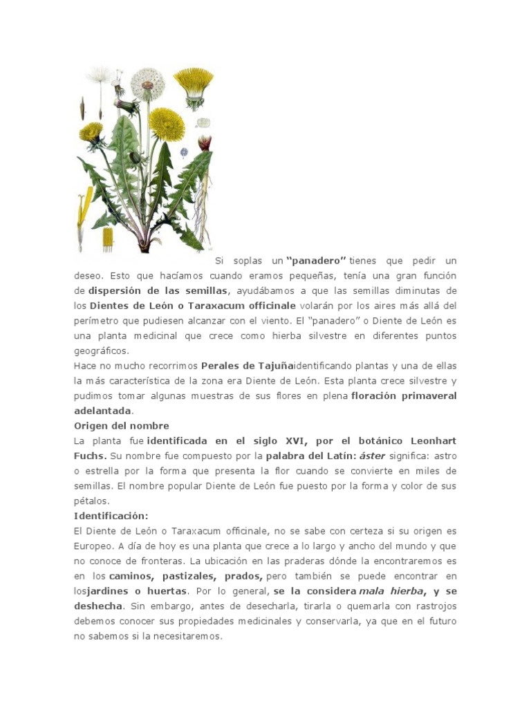 Diente de Leon | PDF | Plantas | Naturaleza