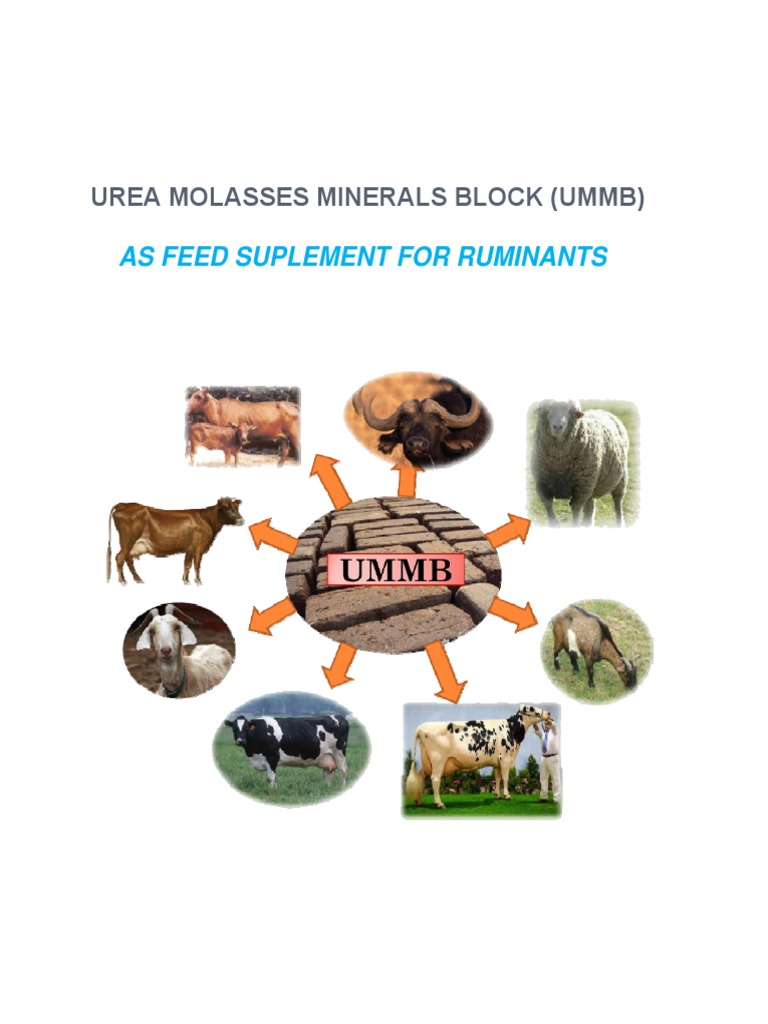 Urea Molasses Mineral BlockUMMB | PDF | Ruminant | Dietary Fiber