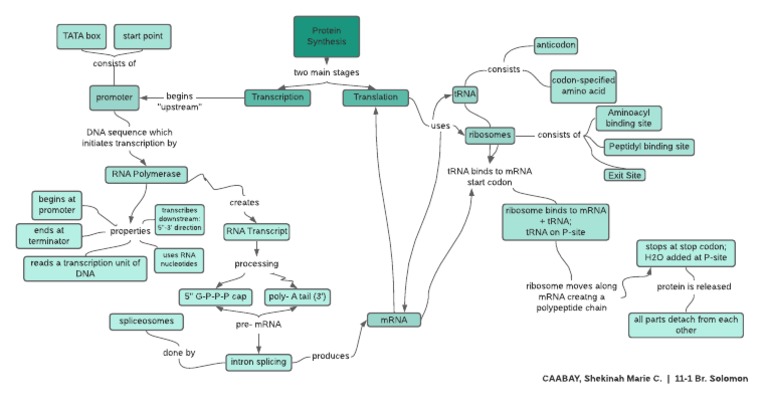 Nucleic Acids Concept Map