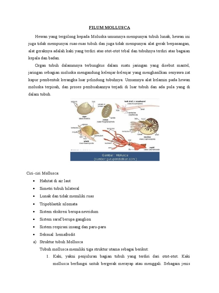 Filum Mollusca | PDF