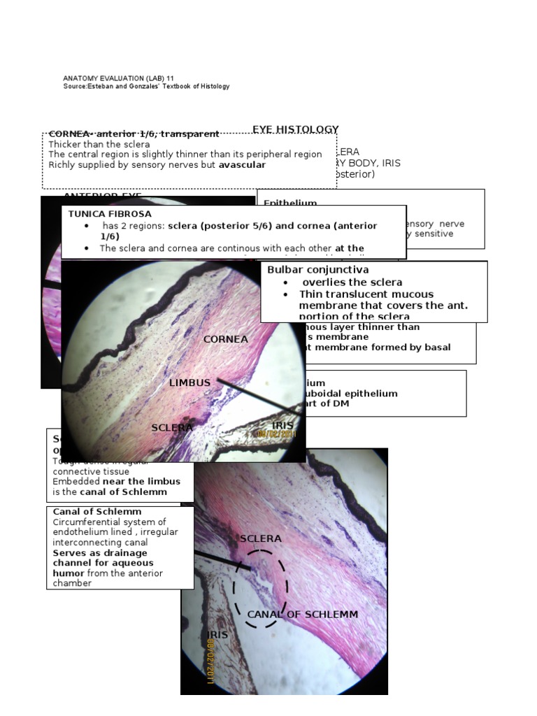 Eye Histology | PDF | Cornea | Epithelium