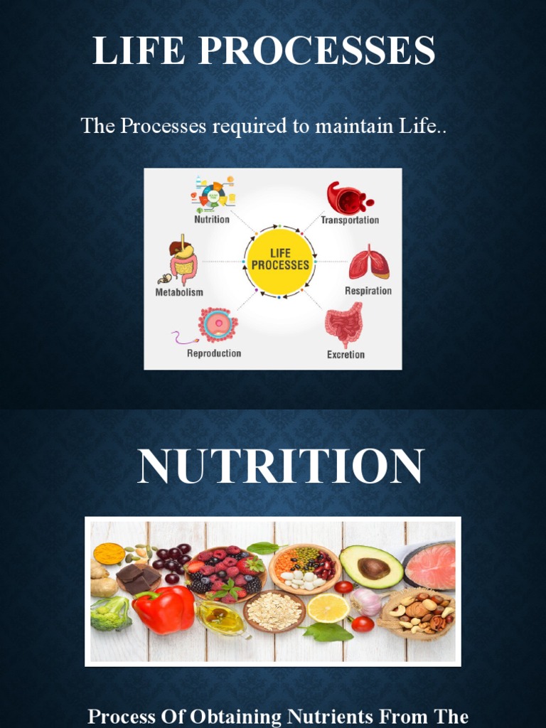 The Processes Required To Maintain Life. | PDF | Nutrition | Diet ...