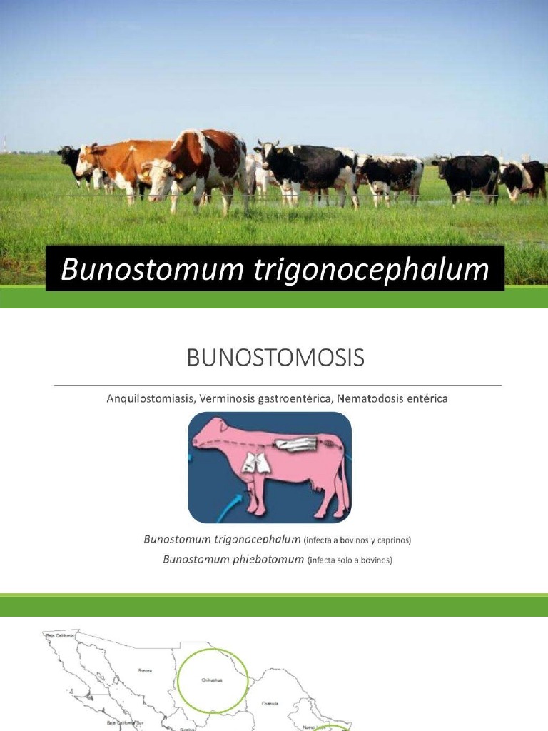 PDF Bunostomum Trigonocephalum DD | PDF