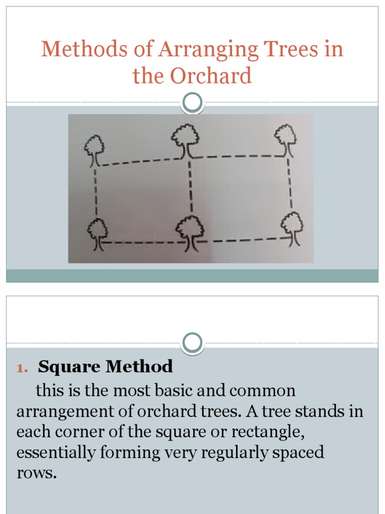 Orchard Tree Arrangement Methods | PDF