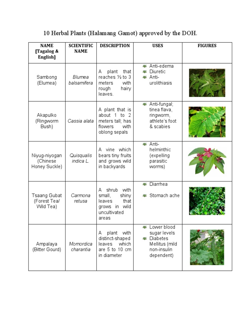Filipino Herbal Plants With Name 10 DOH Approved Herbal Plants In The