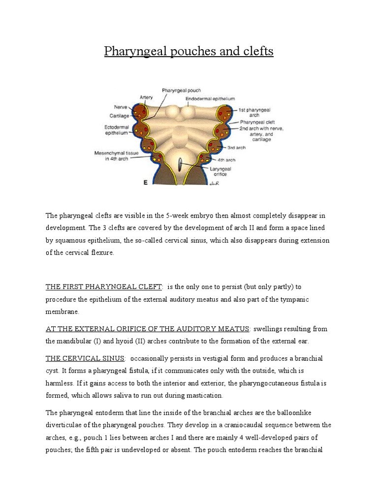 Section I #15 The Pharyngeal Pouches and Clefts | PDF | Parathyroid Gland | Thyroid