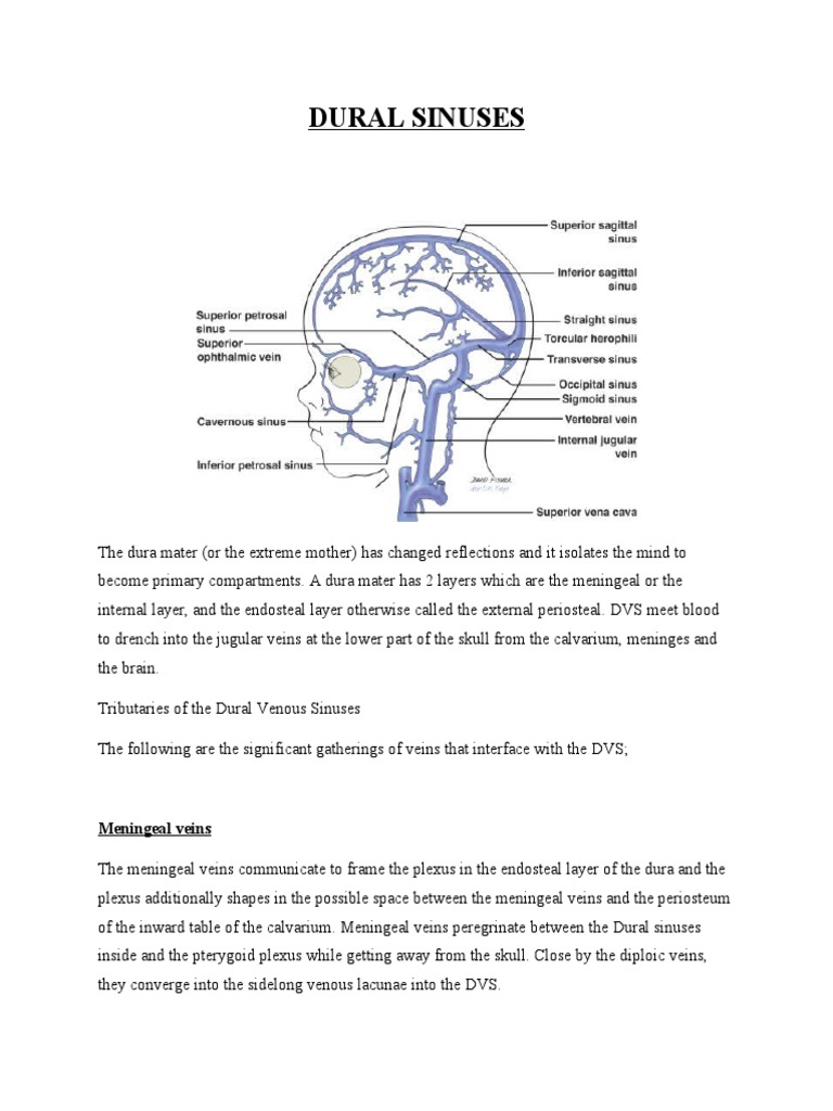 Section II #7 Dural Sinuses | PDF