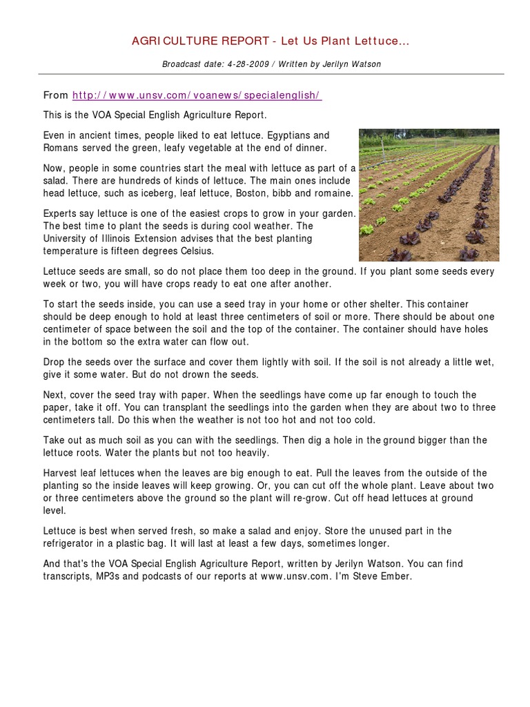 Agriculture Report - Let Us Plant Lettuce | PDF | Lettuce | Seedling