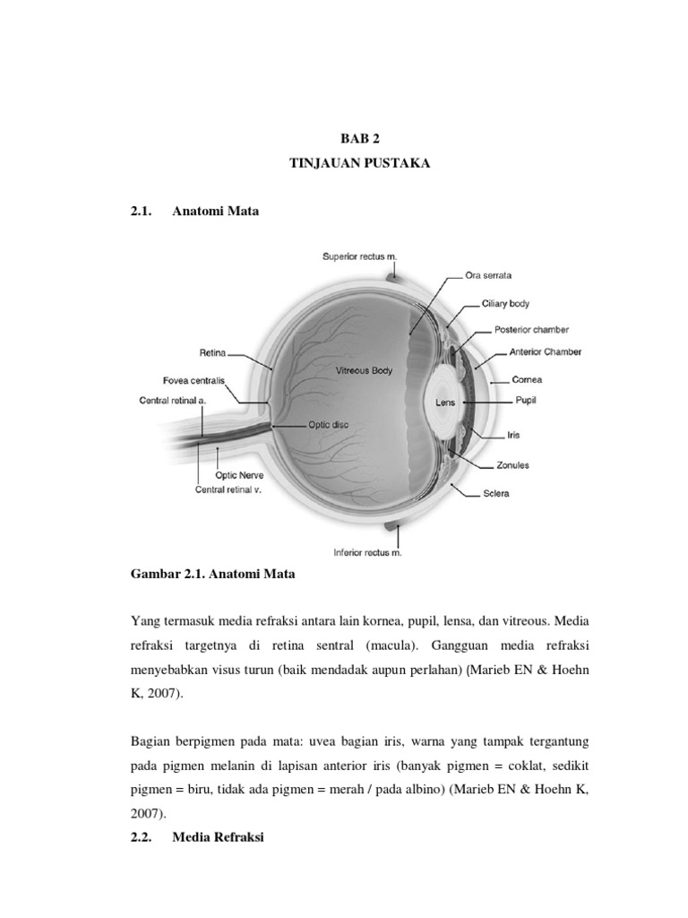 Anatomi Mata | PDF