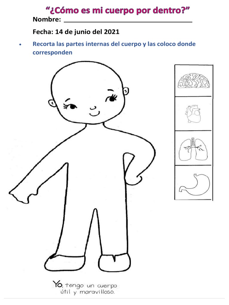 Como Es Mi Cuerpo Por Dentro | PDF