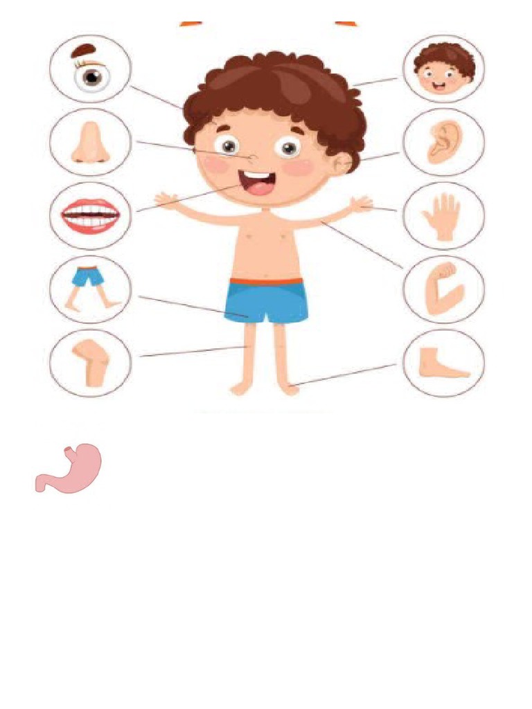 Partes Del Cuerpo Humano Animado Pdf