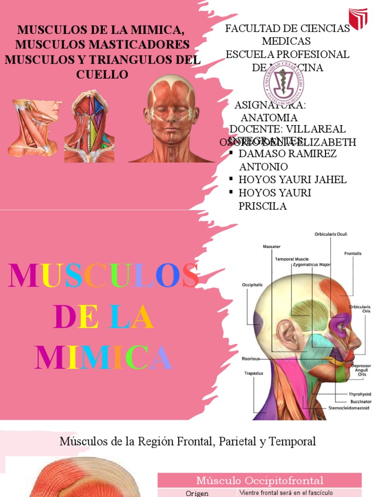 Musculos de La Mimica, Masticacion, Musculos y Triangulos Del Cuello | PDF | Laringe | Tejido suave