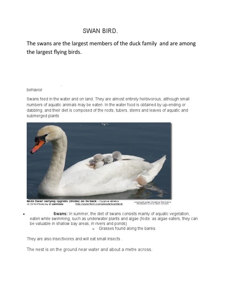 Swans: Behavior and Diet Overview | PDF