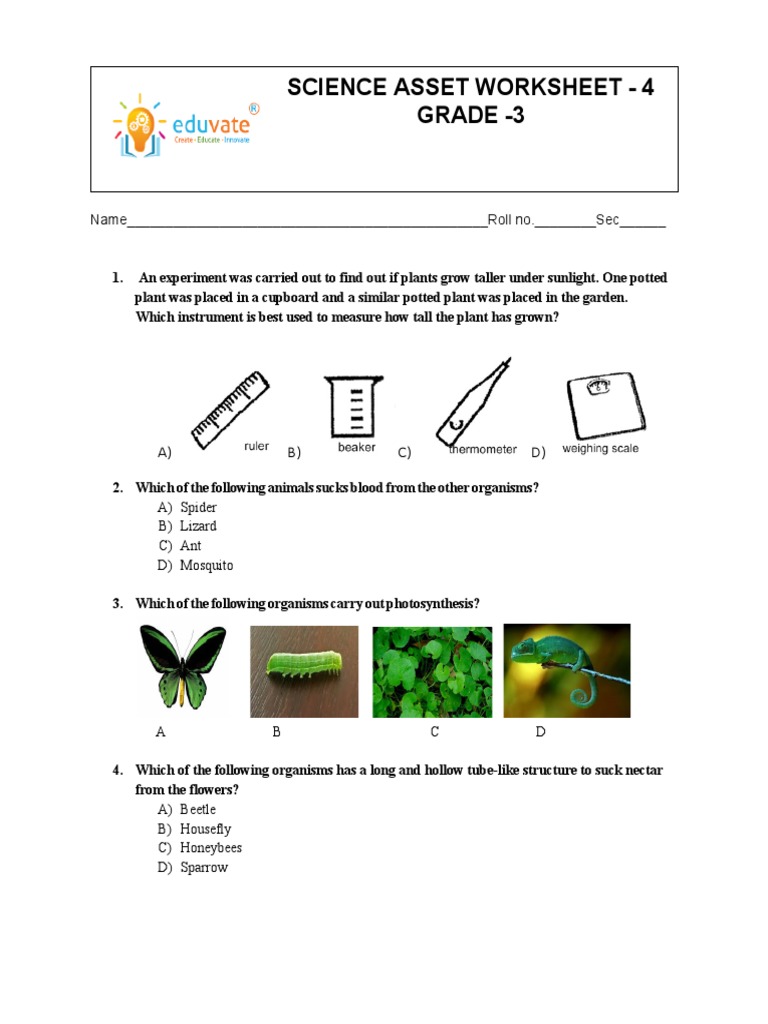 Science Asset Worksheet - 4 Grade - 3 | PDF | Maize | Vegetables