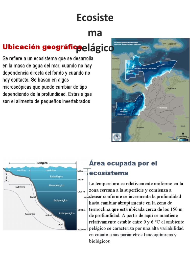 Guia Del Ecosistema Pelágico | PDF | Algas | Fitoplancton
