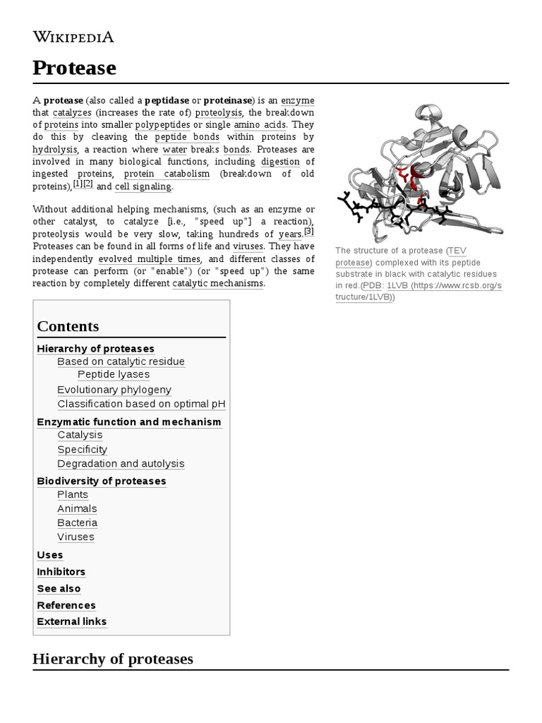 Protease: Hierarchy of Proteases | PDF | Protease | Proteolysis