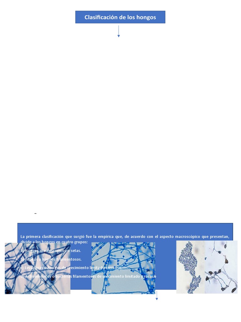 Clasificacion de Los Homgos | PDF | Hongo | Taxa