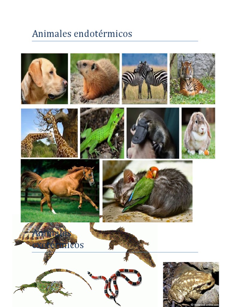 Animales Endotérmicos | PDF
