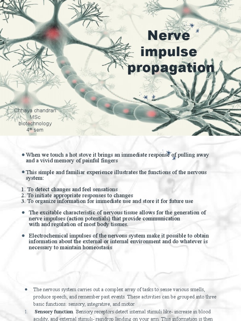 Nerve Impulse Propagation Explained | PDF | Neuron | Depolarization