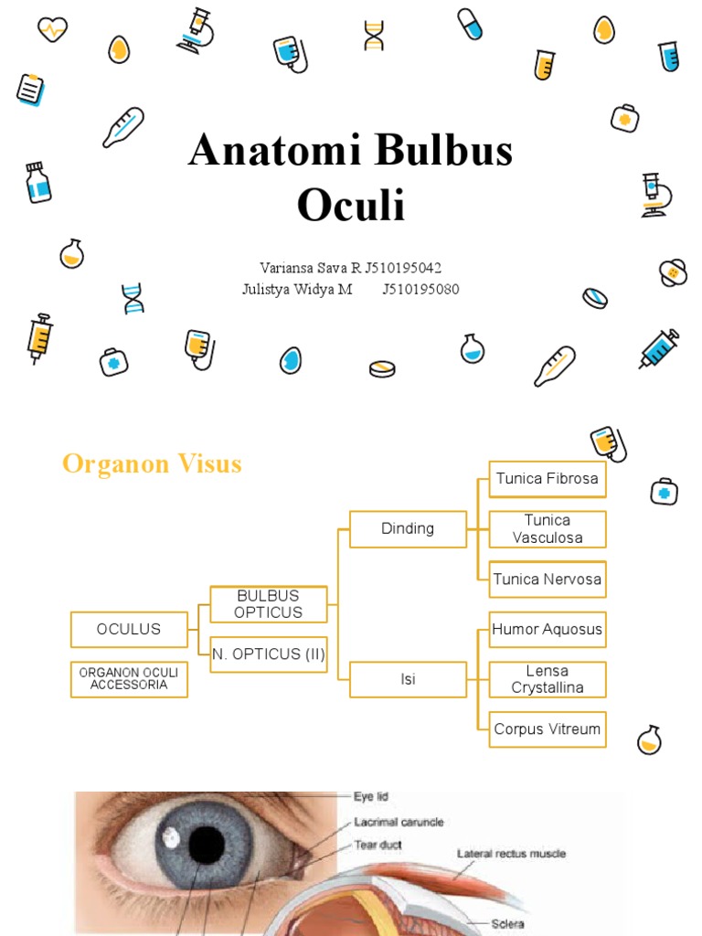Anatomi Bulbus Oculi | PDF