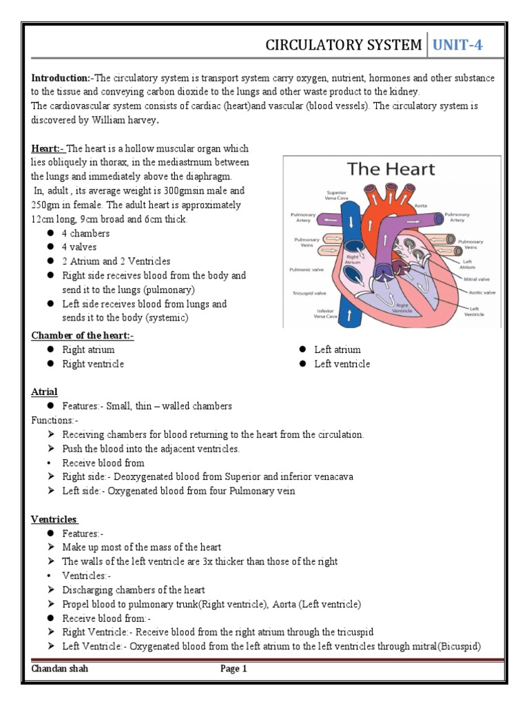 Overview of the Human Heart Anatomy | PDF | Heart Valve | Atrium (Heart)