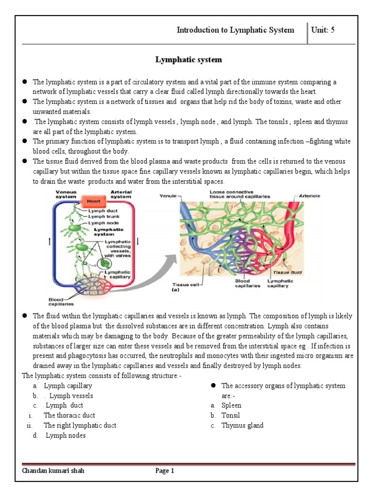 Unit 5 Lymphatic System | PDF | Lymph Node | Lymph