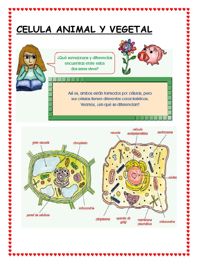 Celula Animal y Vegetal | PDF