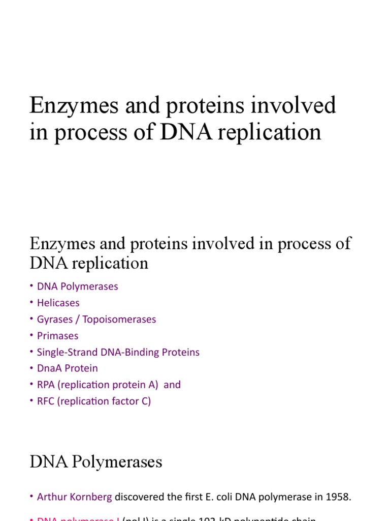 Enzymes and Proteins in Dna Replication | PDF | Dna Replication ...