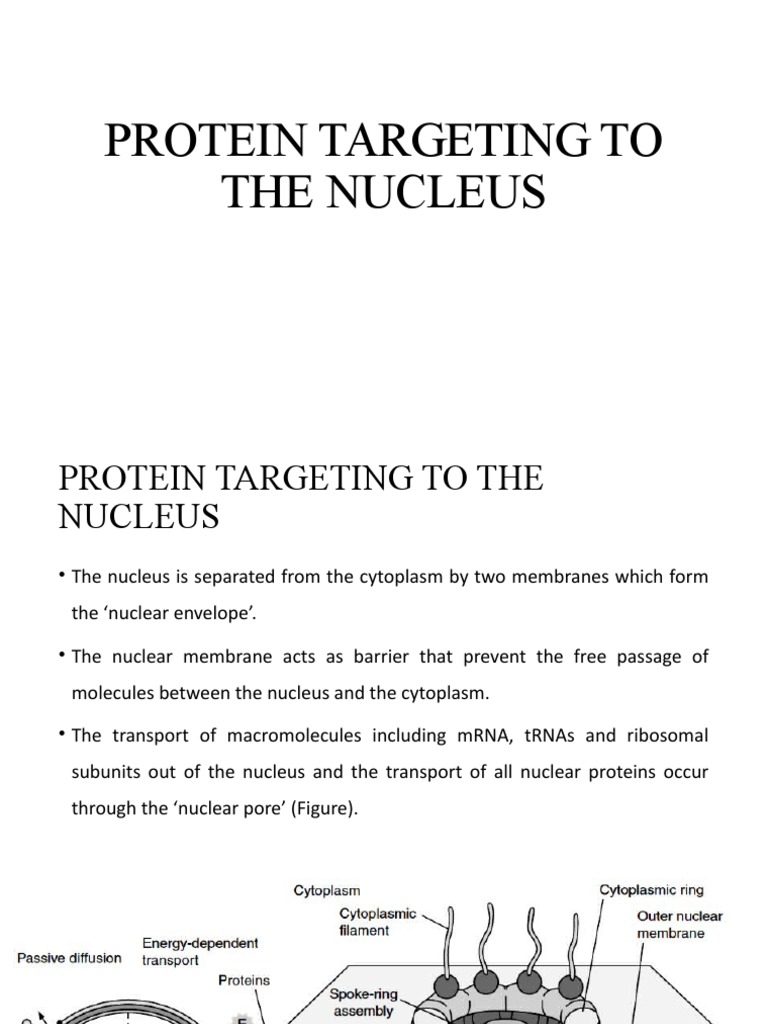 Protein Targeting To Nucleus | PDF
