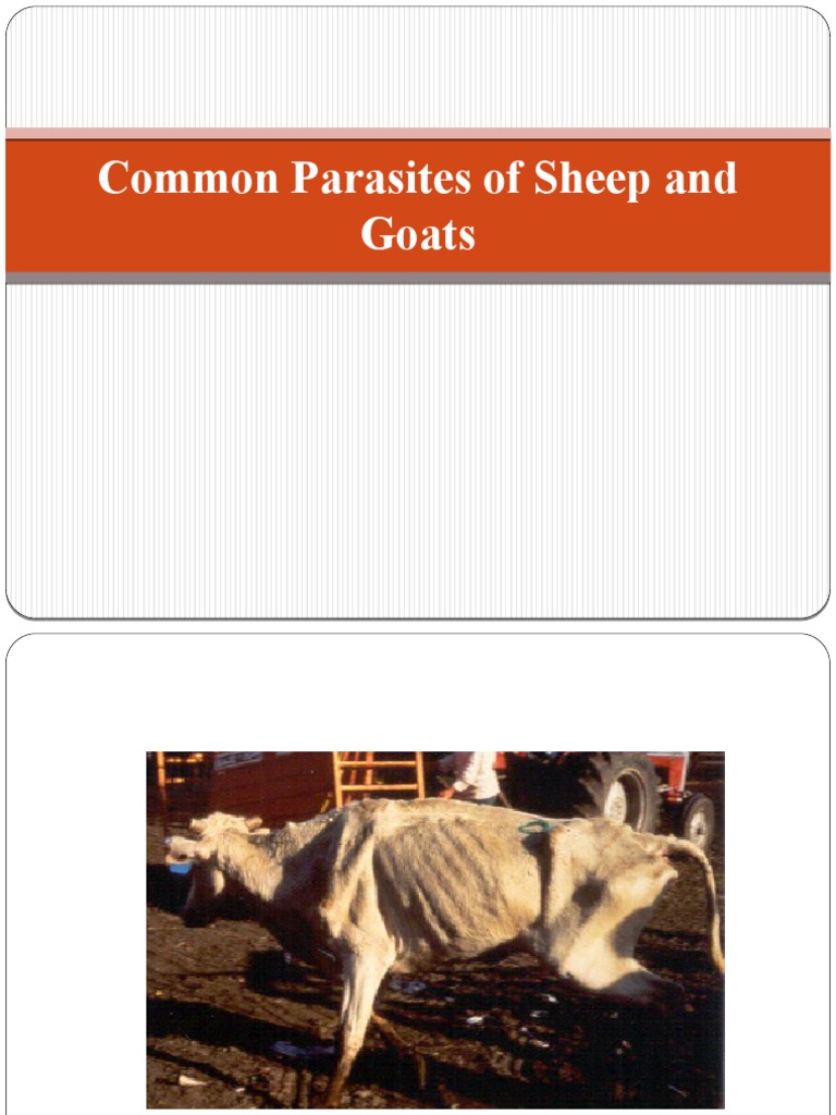 Major Sheep and Goat Parasites Guide | PDF | Parasitology | Parasitism