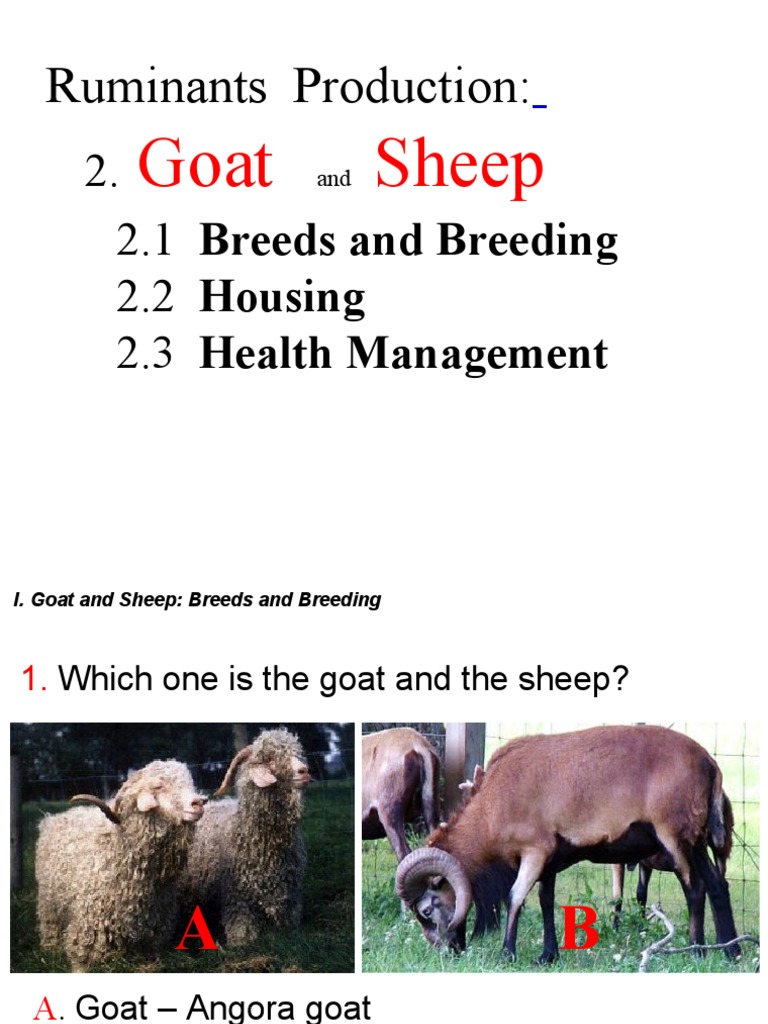 Ruminants Prodn - Goatsheep - 9th LEA Review | PDF | Sheep | Goat