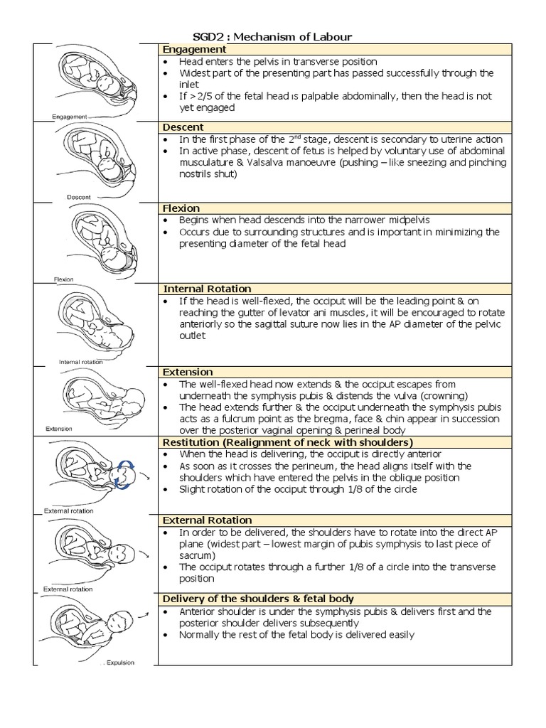 SGD2 - Mechanism of Labour | PDF