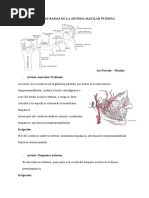 Irrigación Dental y Cavidad Bucal | PDF | Lengua | Anatomía humana