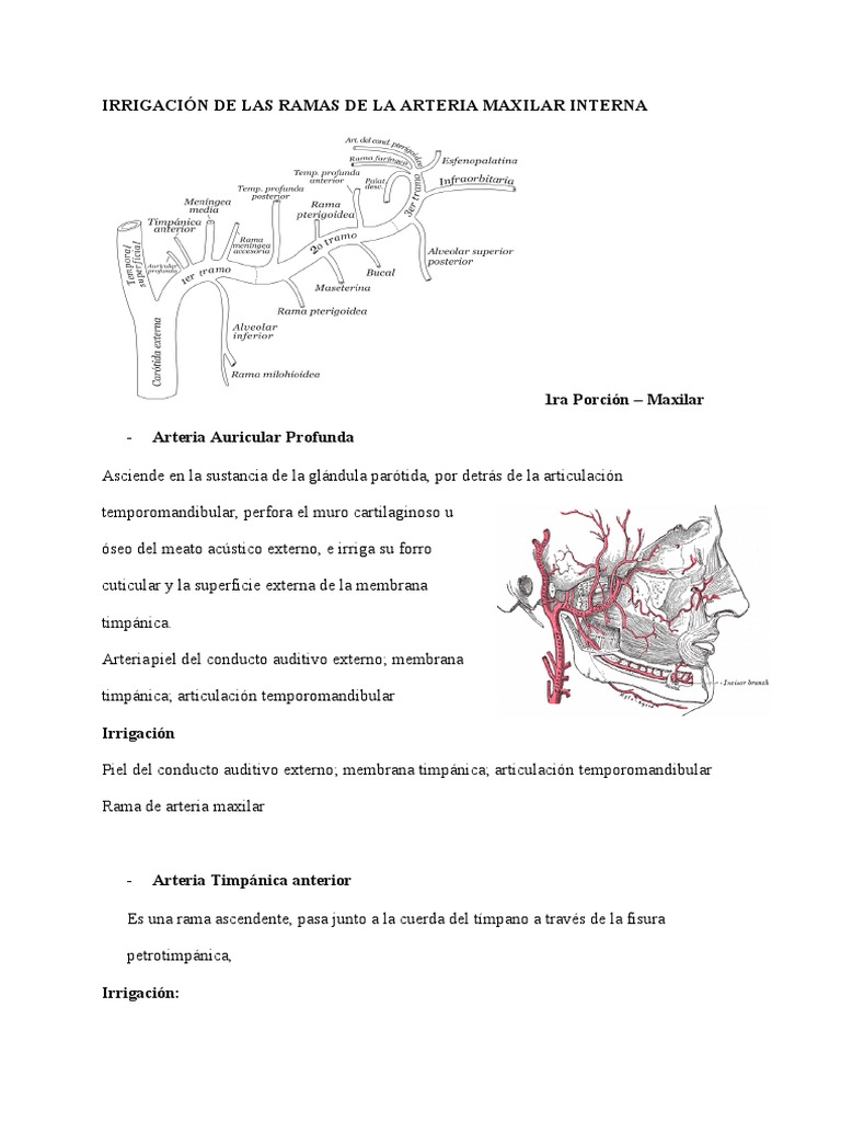 Irrigación de Las Ramas de La Arteria Maxilar Interna | PDF | Angiología | Cabeza y cuello humanos