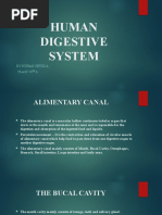 Nervous System Presentation | PDF | Central Nervous System | Nervous System