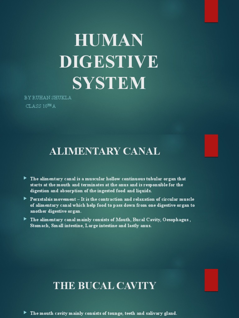 Human Digestive System: by Ruhan Shukla Class 10 A | PDF | Digestion ...