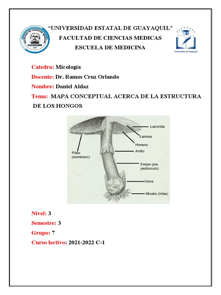 Estructura de los Hongos: Mapa Conceptual | PDF | Citoplasma | Biología ...