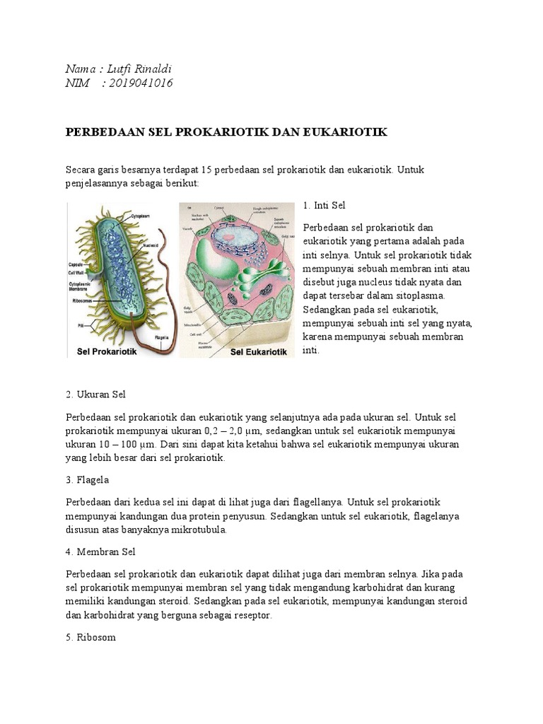 Perbedaan Sel Prokariotik DNGN Eukariotik Lutfi.R | PDF