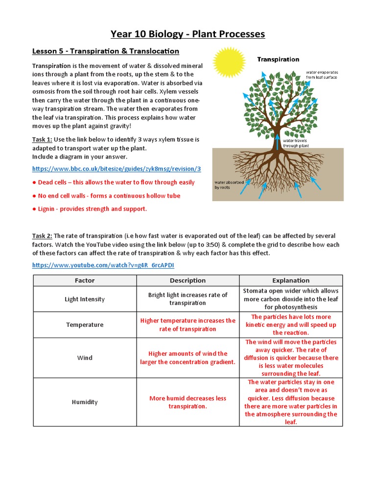 Year 10 Biology - Plant Processes: Lesson 5 - Transpiration ...