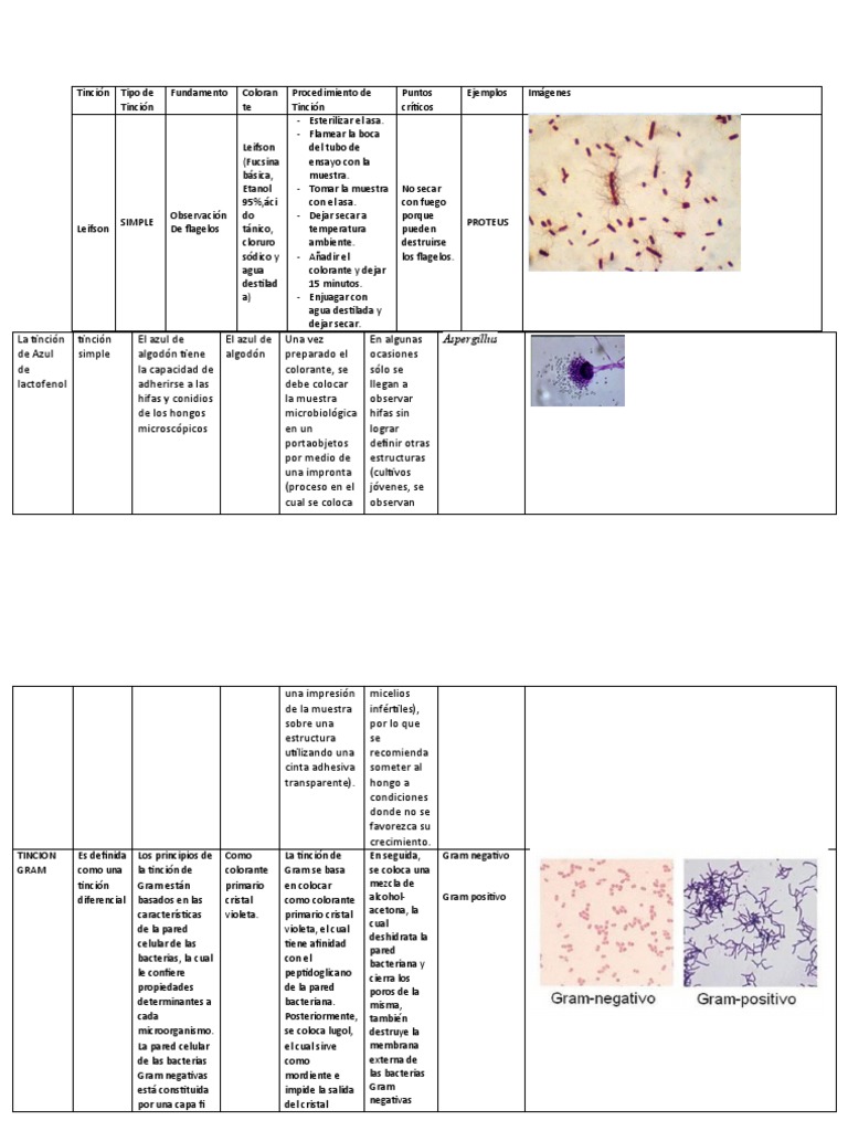 Tinción LEIFSON | PDF | Microscopía | Biología