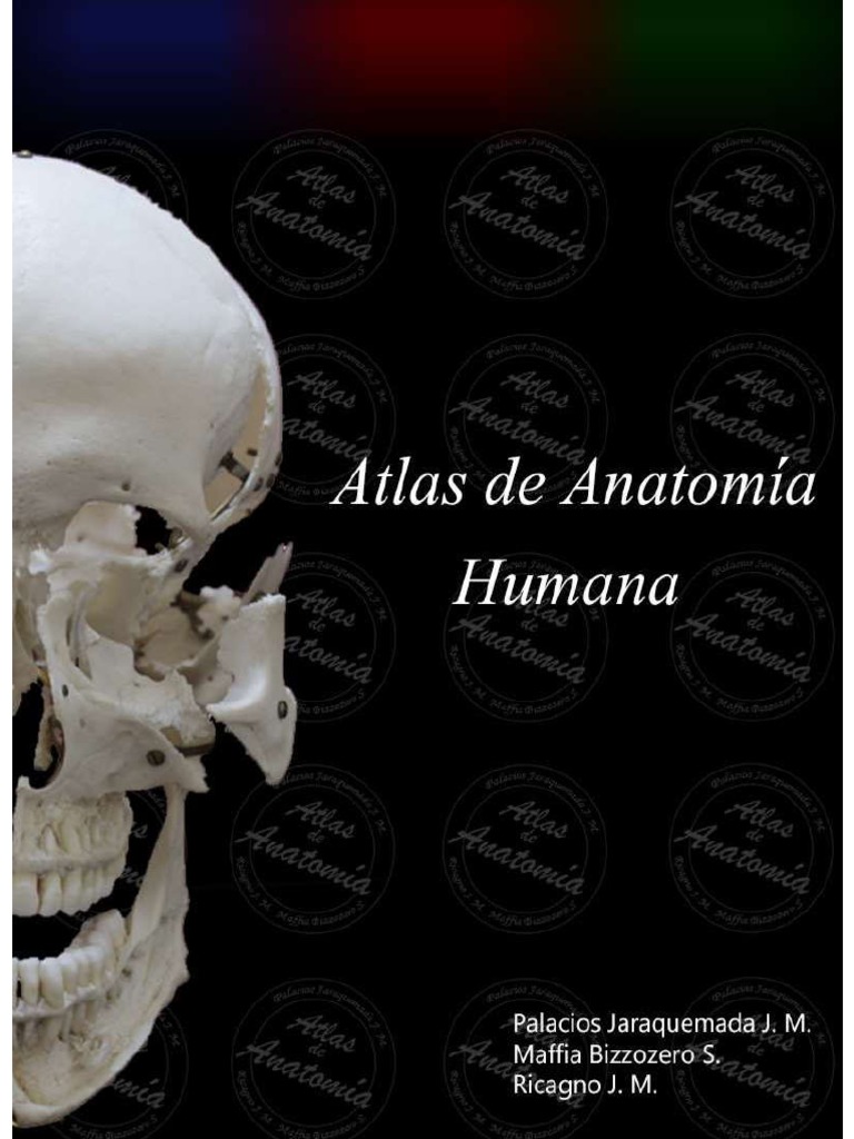 Atlas de Anatomia Humana 2019 | PDF