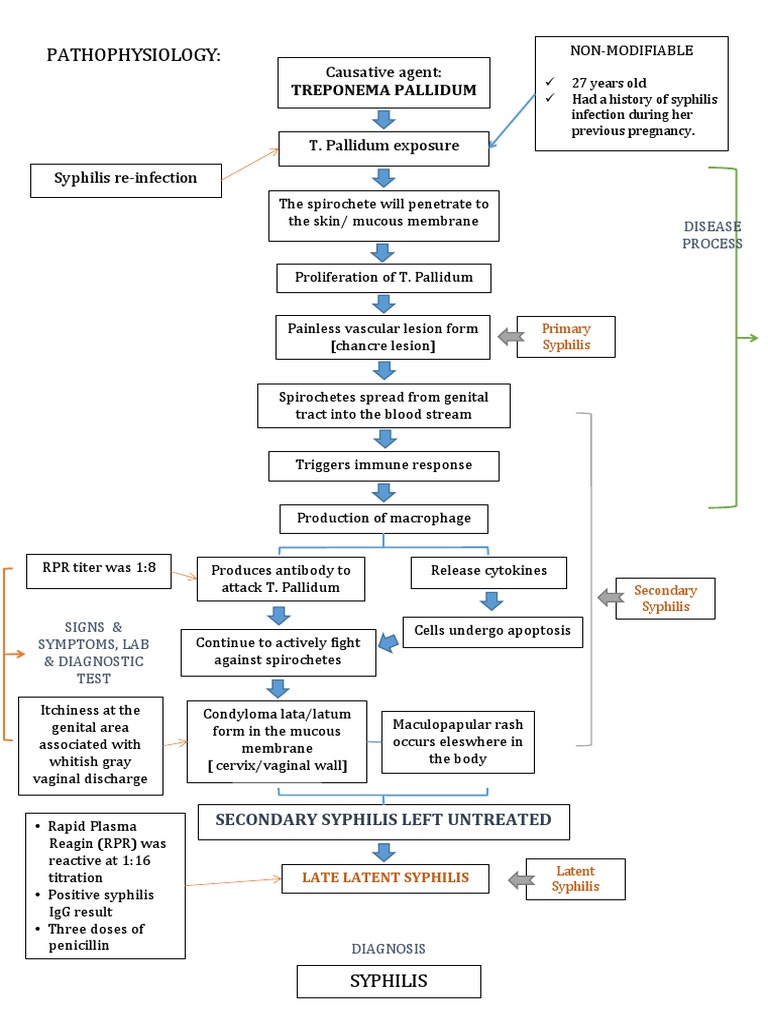 Pathophysiology of Syphilis | PDF | Immunology | Medical Specialties