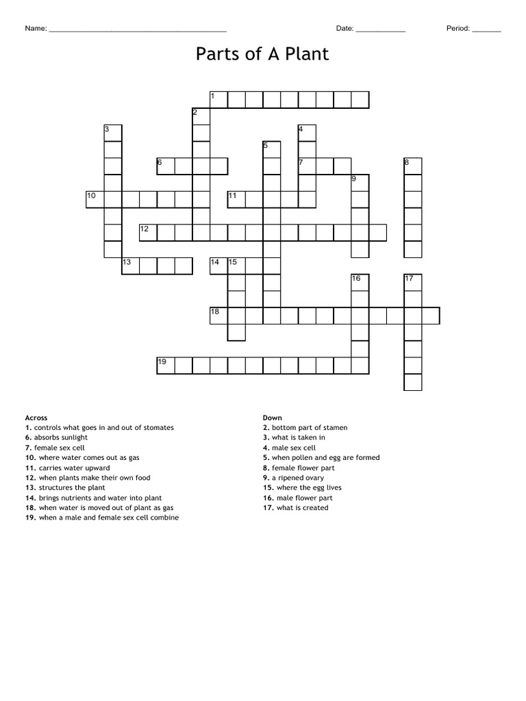 Parts of A Plant (Crossword) | PDF