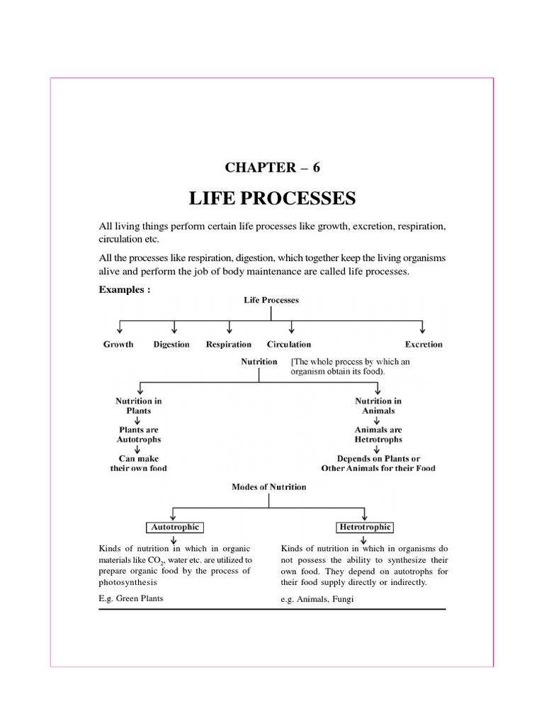 Life Processes: Chapter - 6 | PDF | Respiratory System | Lung