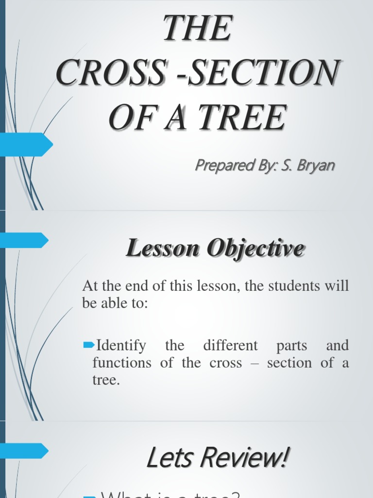 THE Cross - Section of A Tree: Prepared By: S. Bryan | PDF | Trees | Wood