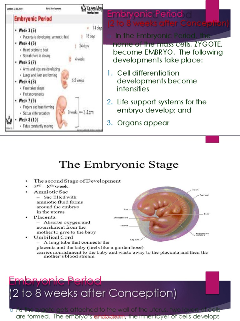 Embryonic Period: (2 To 8 Weeks After Conception) | PDF | Embryo | Fetus
