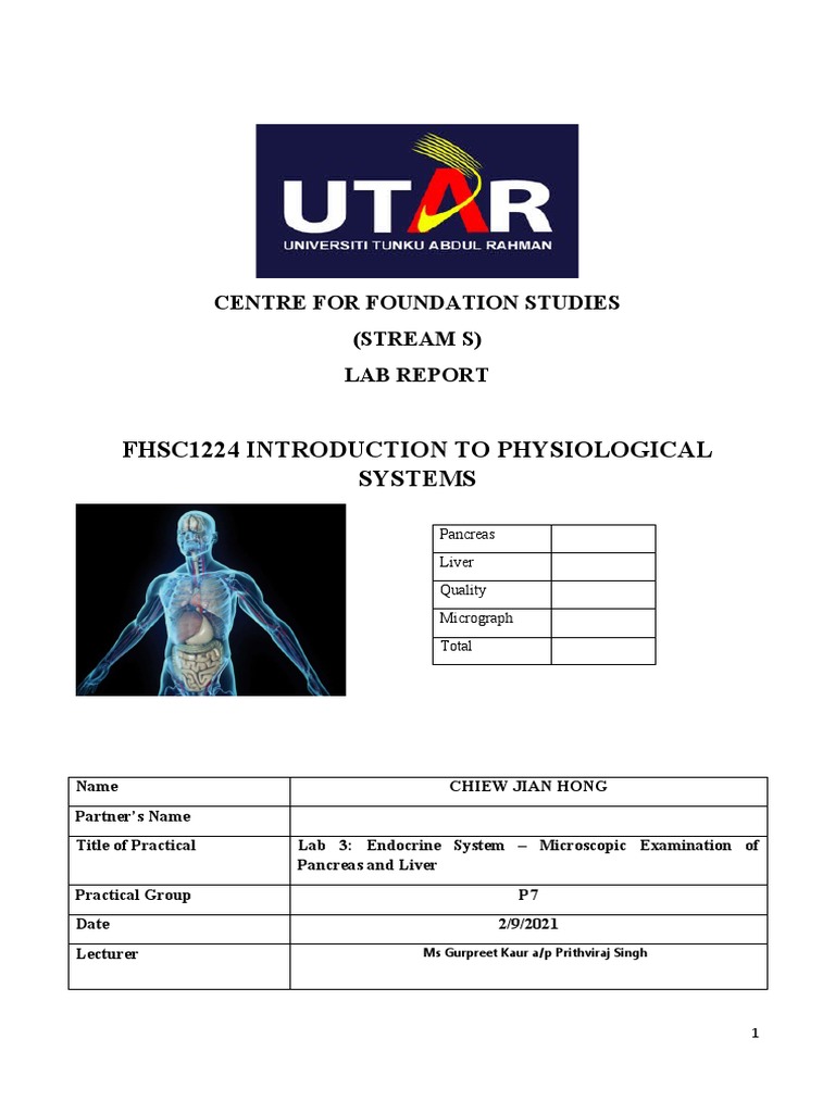 Biological Drawing Lab 3 FHSC1224 | PDF | Liver | Pancreas