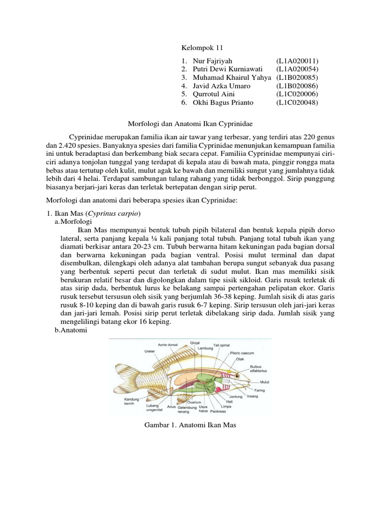 Tugas CL-CM - Kelompok 11 - Morfologi Dan Anatomi Ikan Cyprinidae | PDF