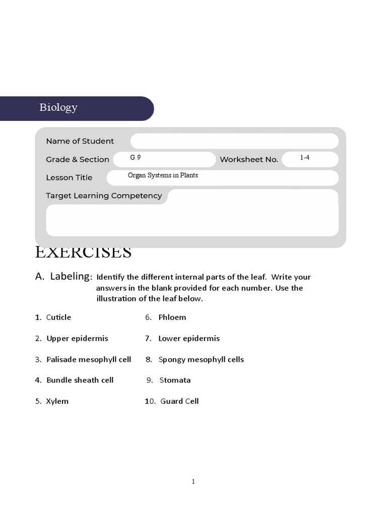 Biology 3rd QTR Activities 1 | PDF | Leaf | Photosynthesis