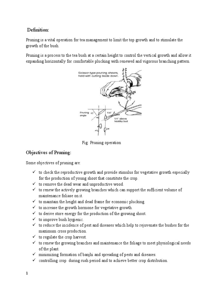 Tea Pruning Methods and Objectives | PDF | Pruning | Leaf